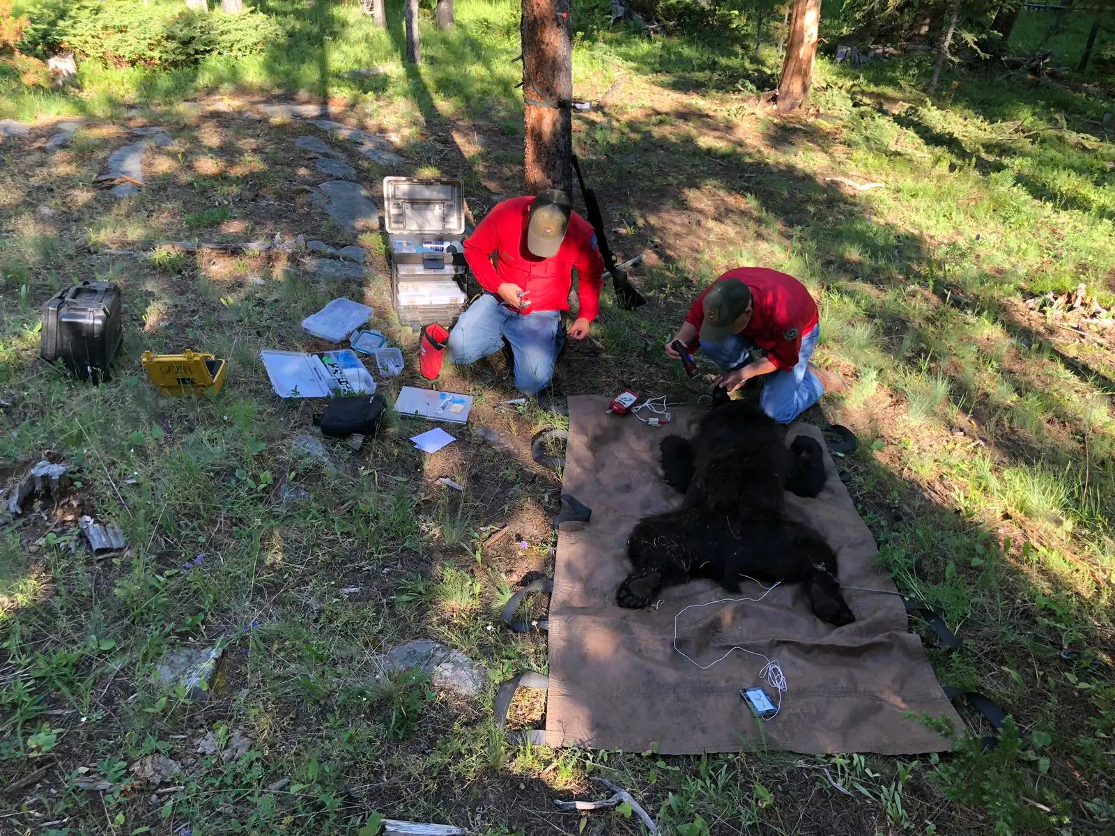 Join American Bear Foundation | American Bear Foundation