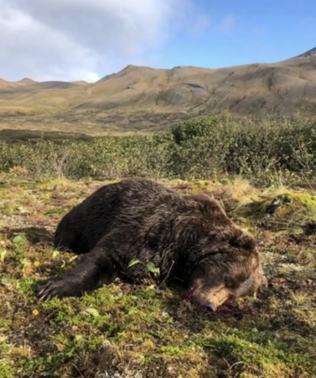 Join American Bear Foundation | American Bear Foundation